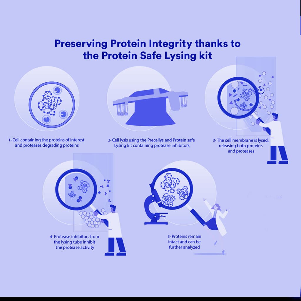 Unveil The Power Of Bertin Bioreagent's Protein Safe Lysing Kits ...